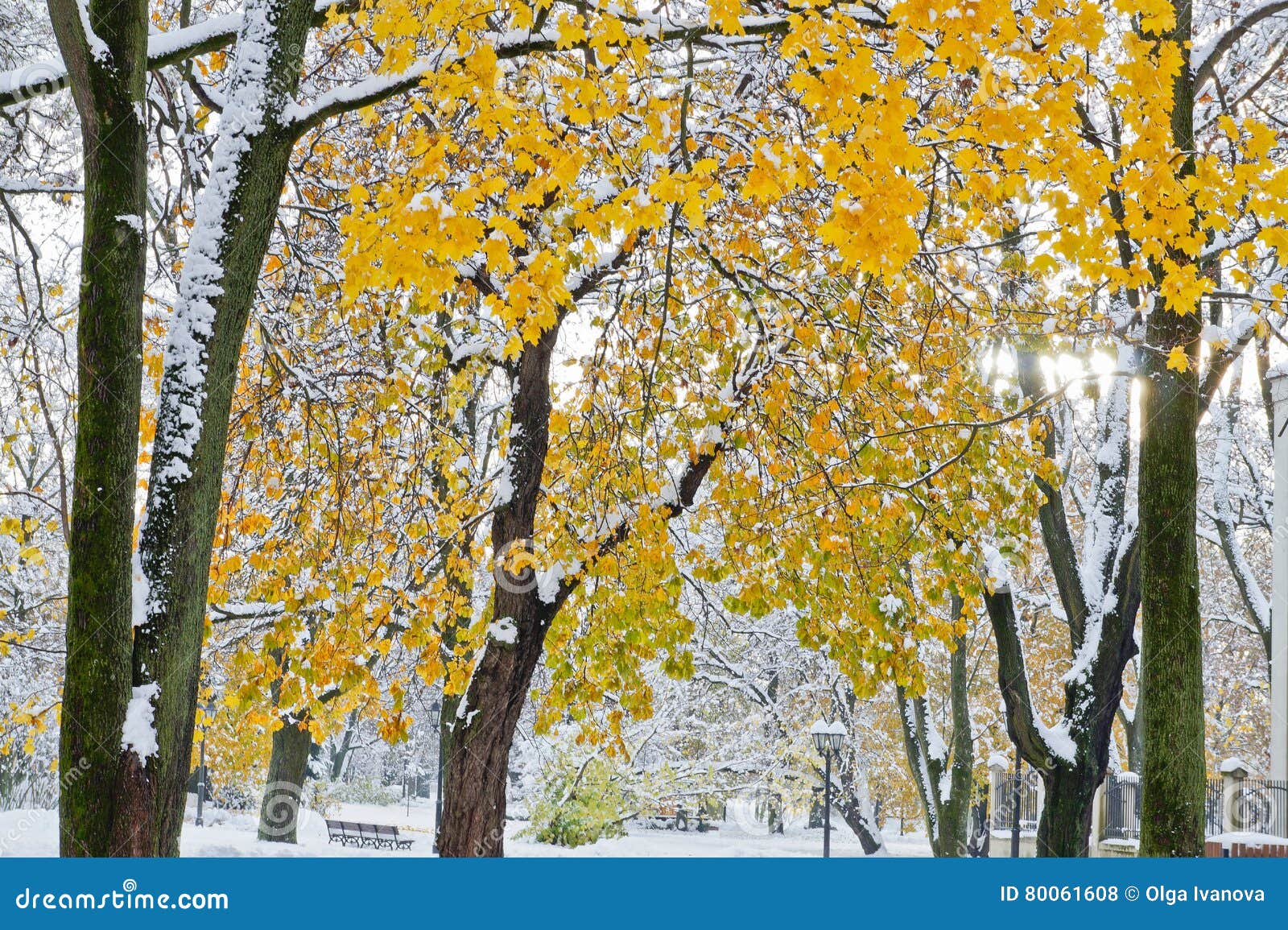 Fall and snow stock photo. Image of fresh, environment - 80061608