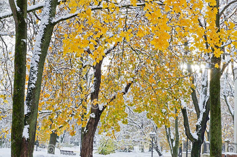 Fall and snow stock photo. Image of fresh, environment - 80061608