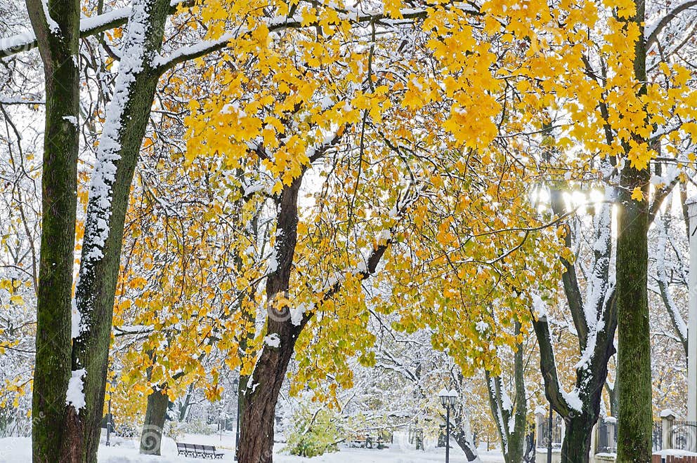 Fall and snow stock photo. Image of fresh, environment - 80061608