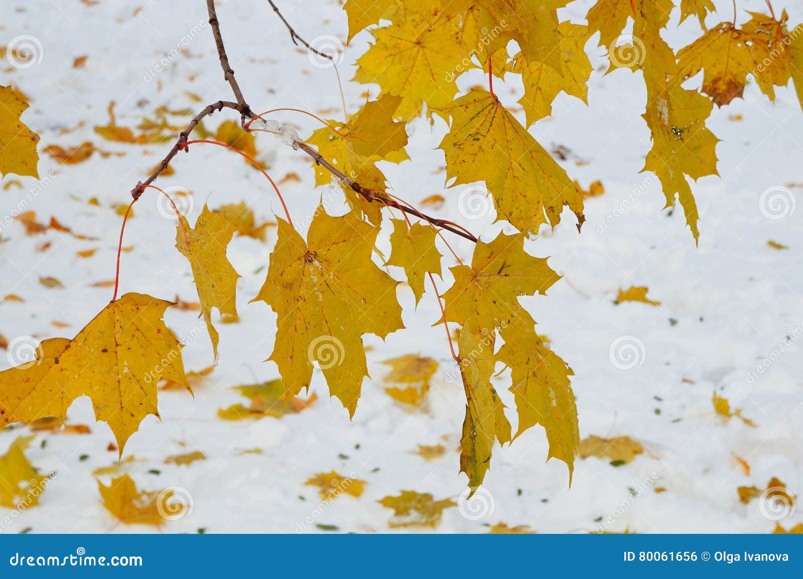 Fall and snow stock photo. Image of landscape, park, environment - 80061656