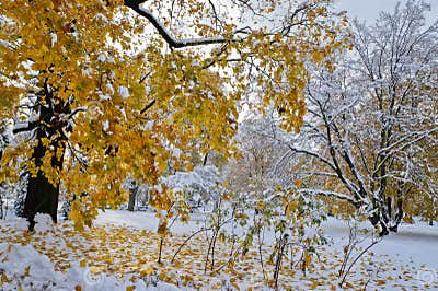 Fall and snow stock photo. Image of detail, orange, park - 80061698