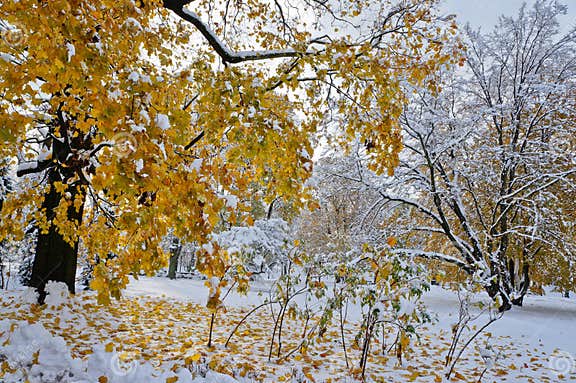 Fall and snow stock photo. Image of detail, orange, park - 80061698