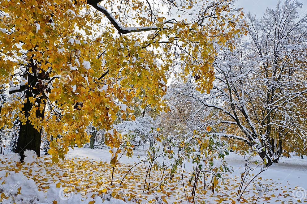 Fall and snow stock photo. Image of detail, orange, park - 80061698