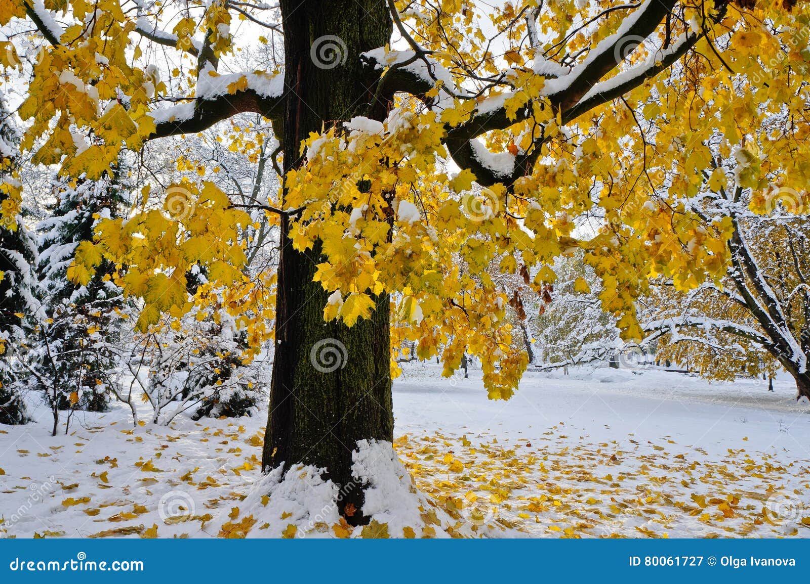 Fall and snow stock image. Image of branch, leaf, crystal - 80061727