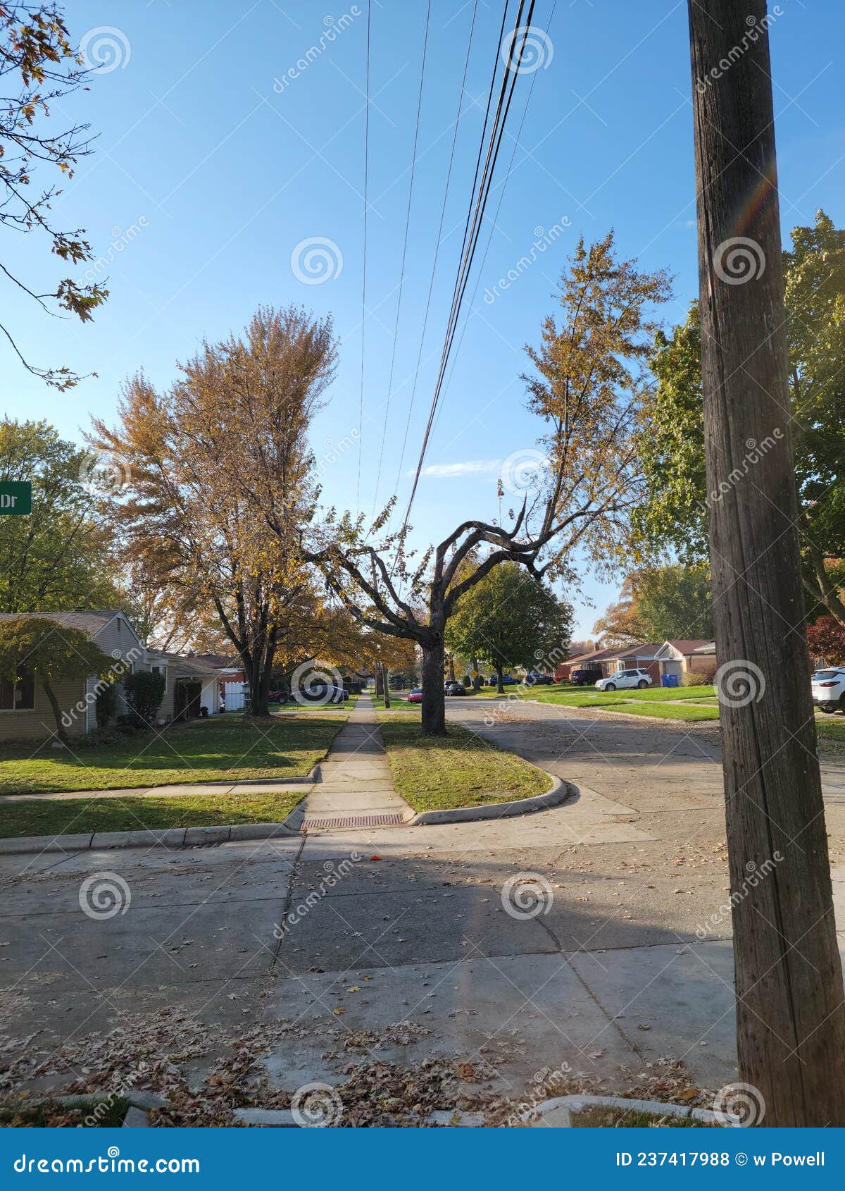 Fall Splits tree stock photo. Image of tree, autumn - 237417988