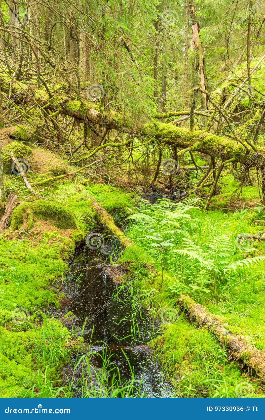 Fall Spruce Trees Over a Small Stream Stock Photo - Image of boreal ...