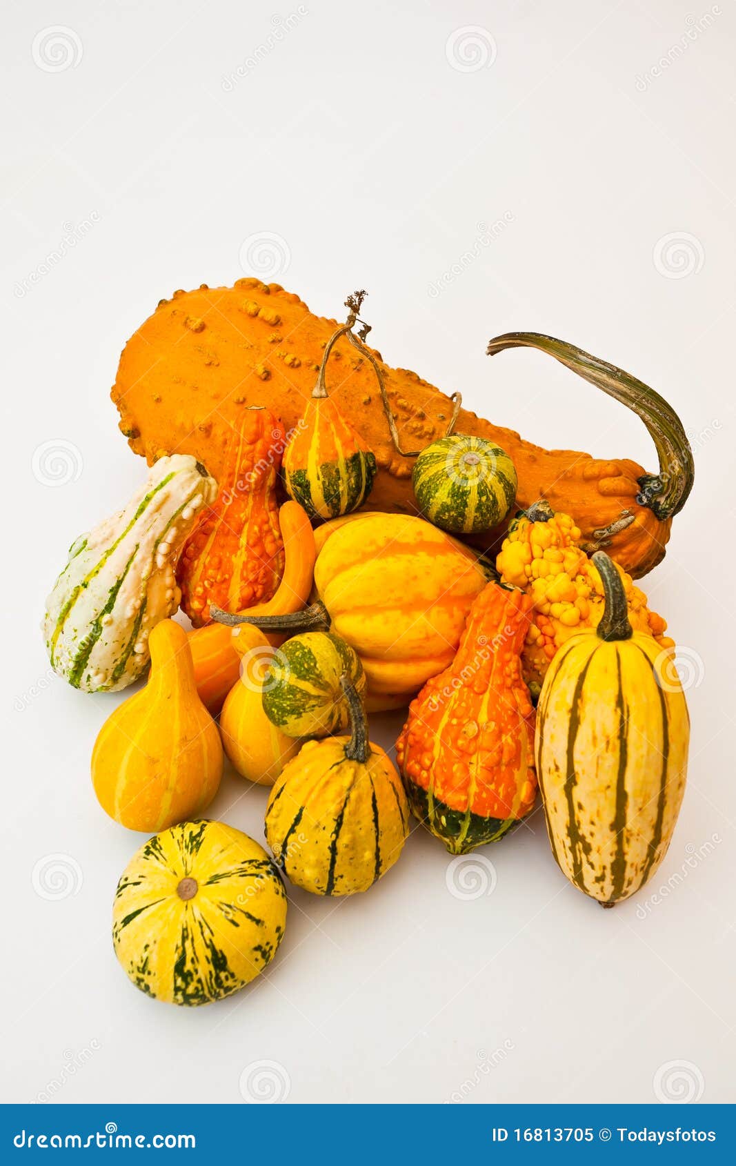 Fall Squash stock image. Image of garden, healthy, close - 16813705