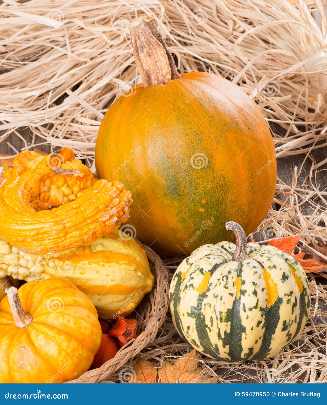 Fall Squash stock photo. Image of harvest, thanksgiving - 59470950