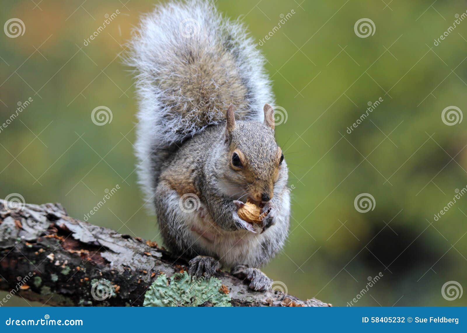Fall Squirrel stock photo. Image of holding, cute, autumn - 58405232
