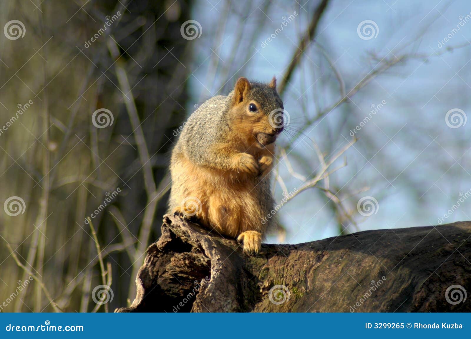 Fall Squirrel Harvest stock image. Image of rodent, rodents - 3299265