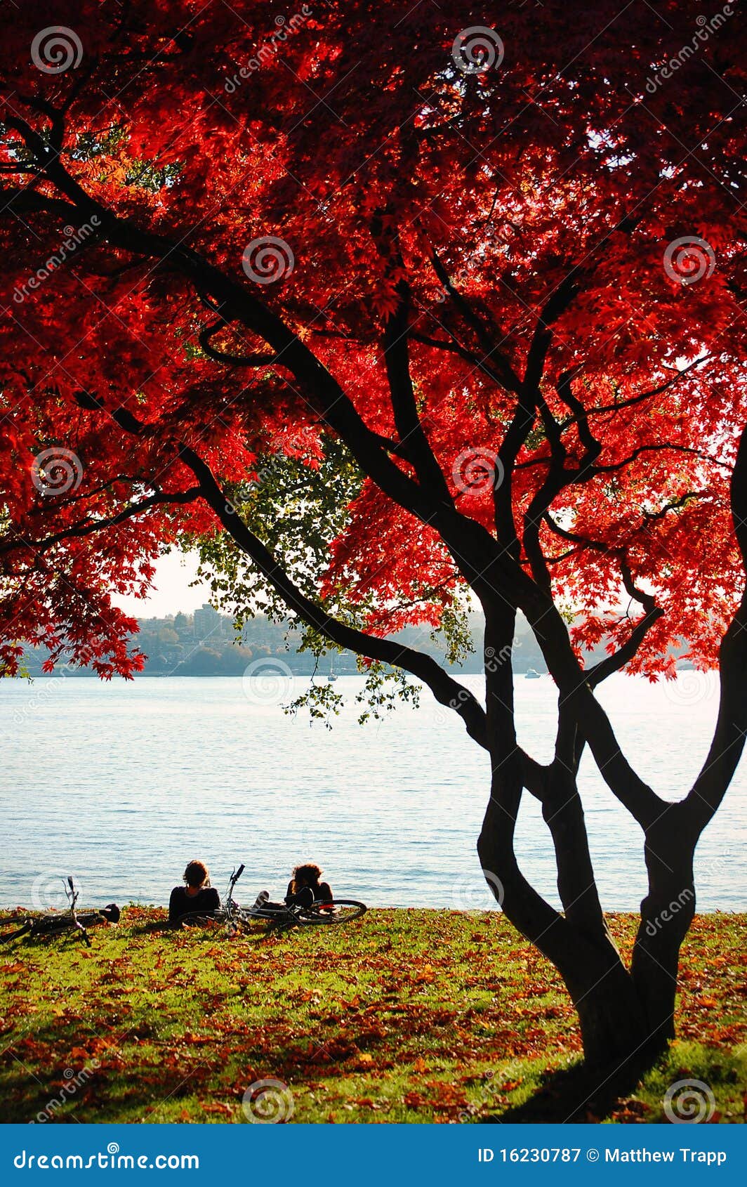The Fall in Stanley Park, Vancouver. Stock Image - Image of stanley ...