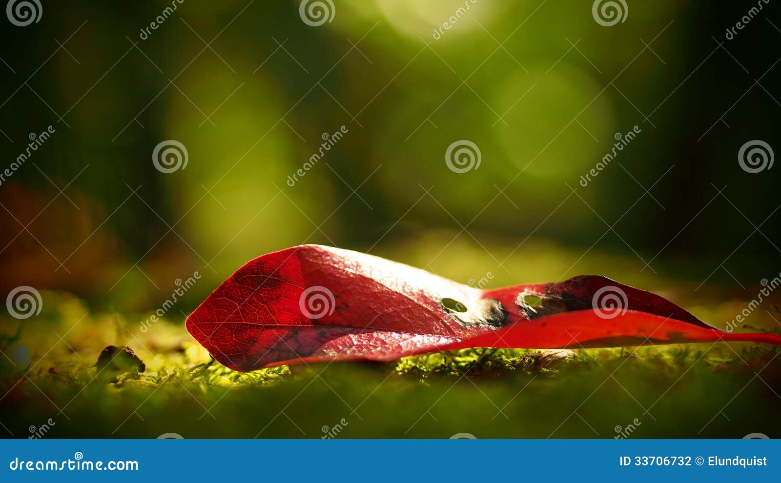 Fall stock photo. Image of tree, water, autumn, raking - 33706732