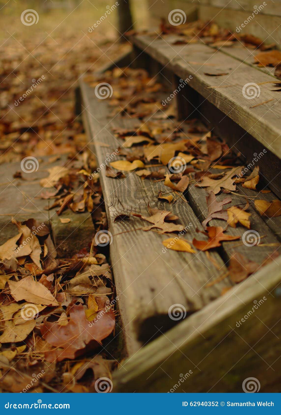 Fall Steps stock photo. Image of beautiful, leaves, lovely - 62940352