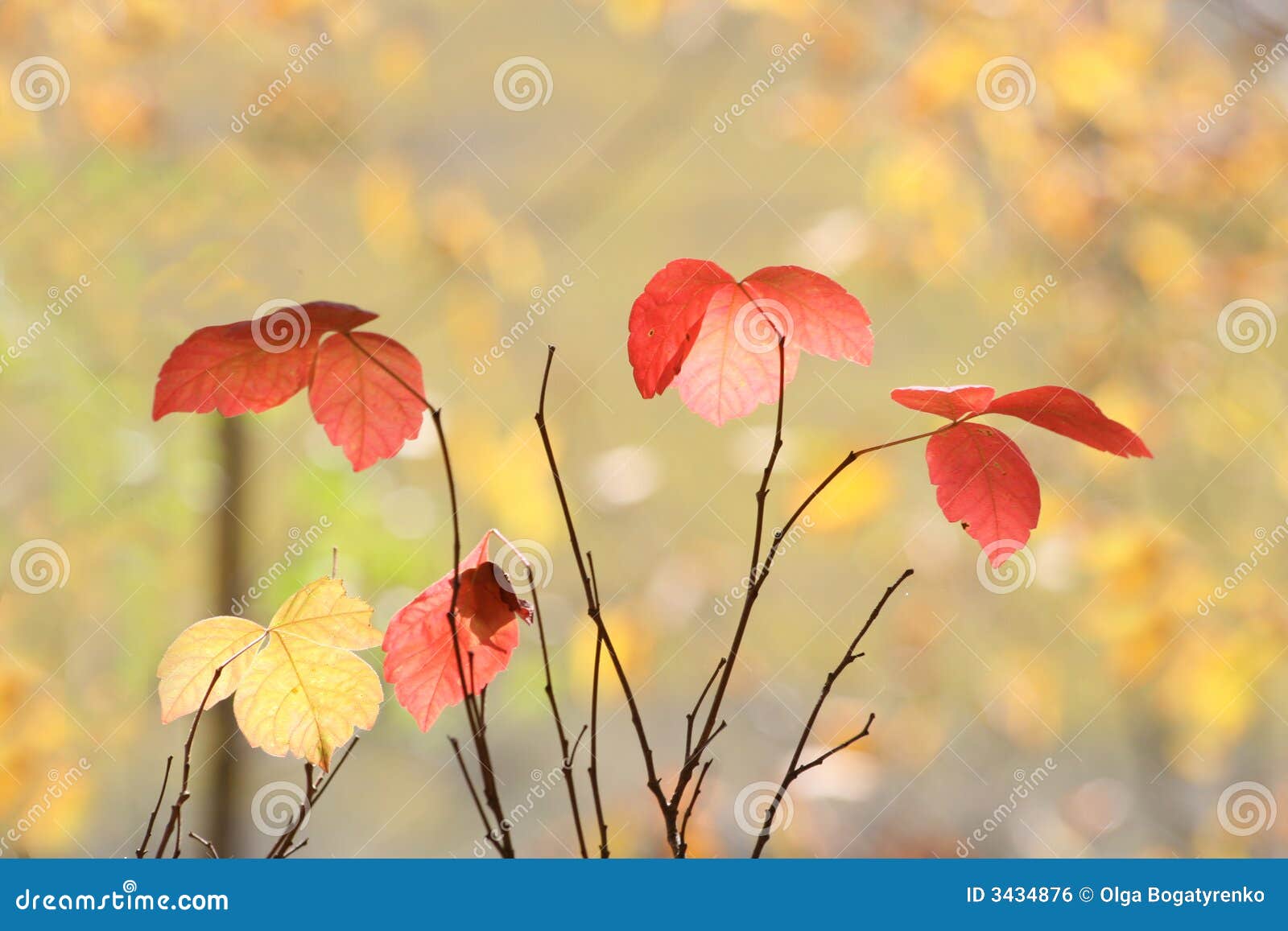 Fall Still Life stock photo. Image of nature, leaves, leaf - 3434876