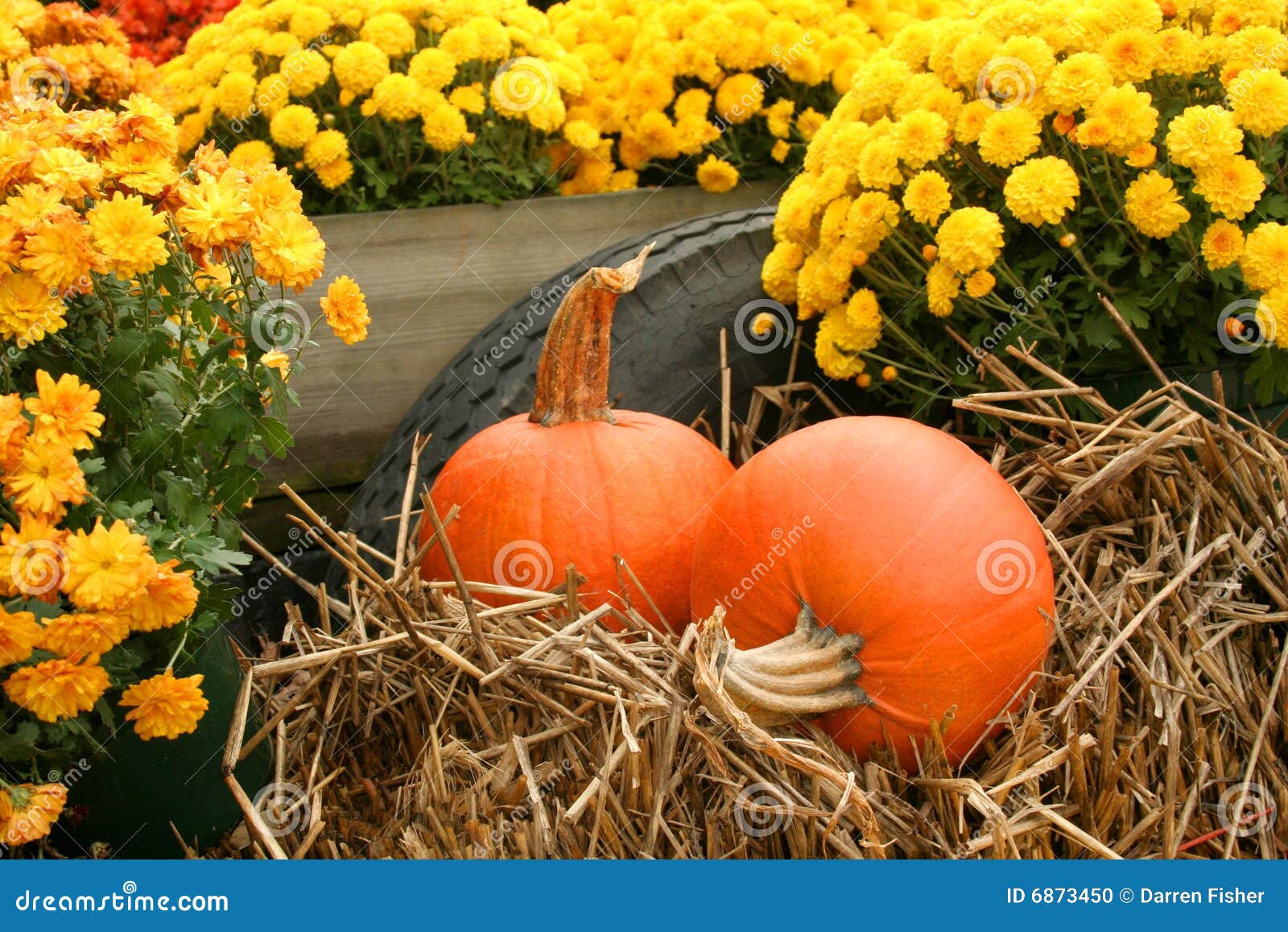 Fall Still Life stock photo. Image of autumn, fall, mums - 6873450