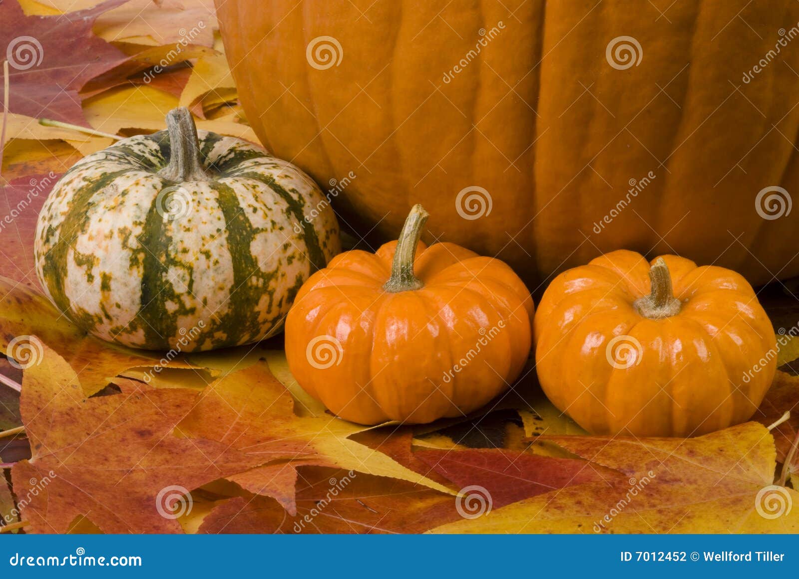 Fall Still Life stock photo. Image of maple, thanksgiving - 7012452