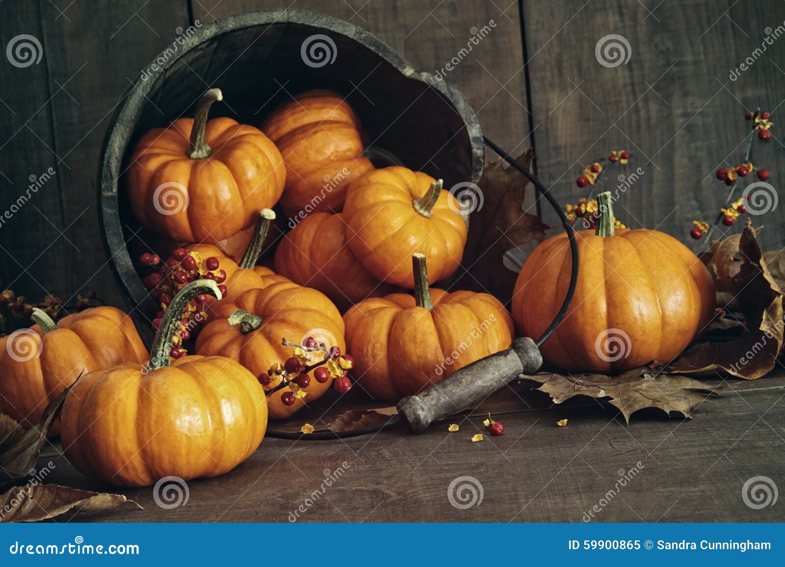 Fall Still Life with Small Pumpkins in Bucket Stock Image - Image of ...