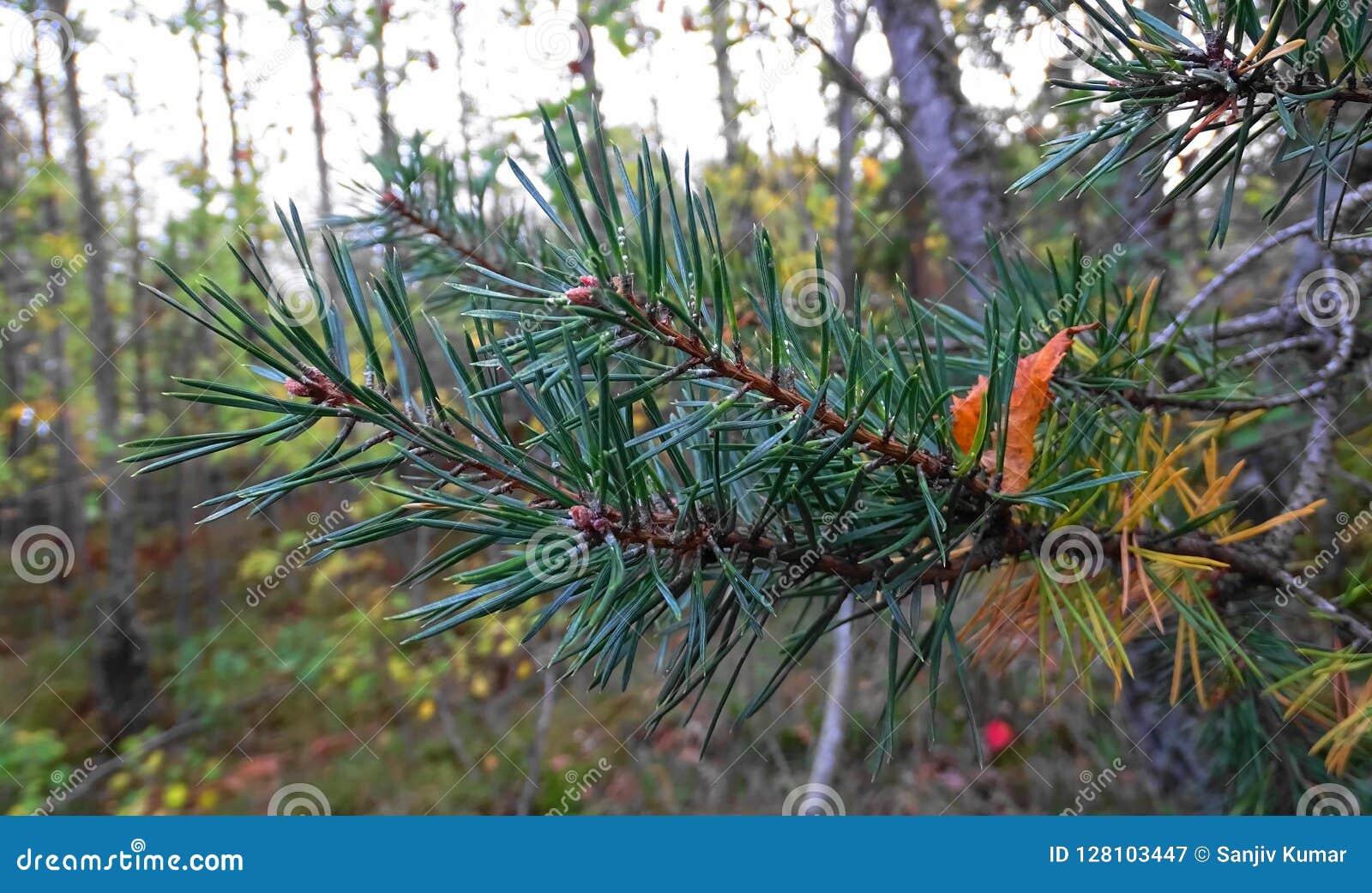 Pine Tree with a Backdrop of Forest Stock Image - Image of travel ...