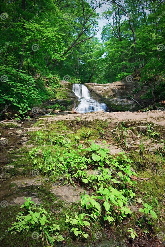 Fall stream 8 stock photo. Image of outdoor, botanical - 7708976