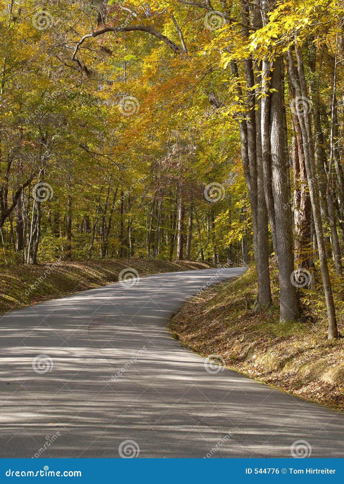 Fall Street stock photo. Image of seasons, roads, trees - 544776