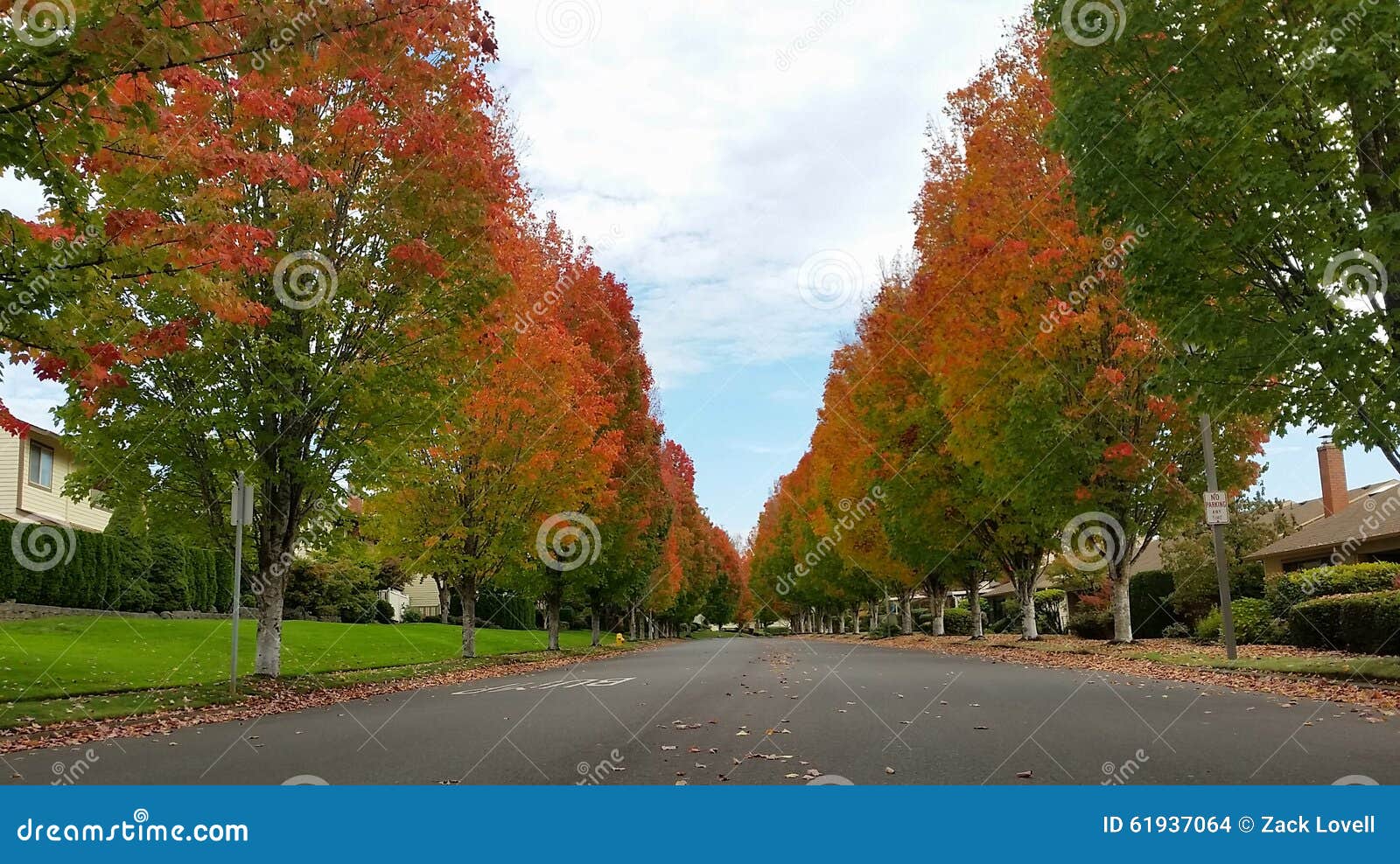 Fall Street stock photo. Image of trees, autumn, fall - 61937064