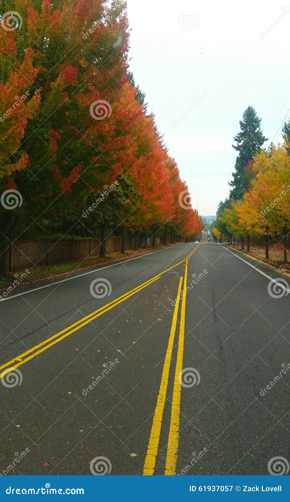 Fall Street stock image. Image of autumn, street, fall - 61937057