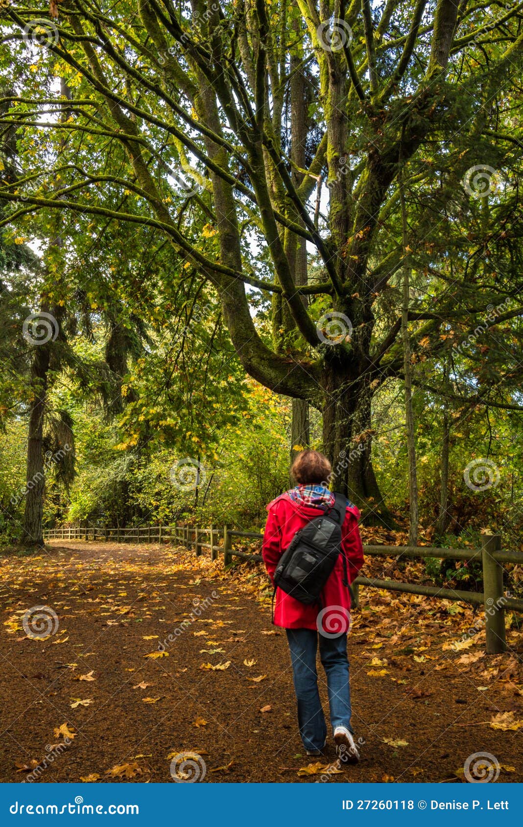 Fall Stroll stock photo. Image of female, middle, maple - 27260118