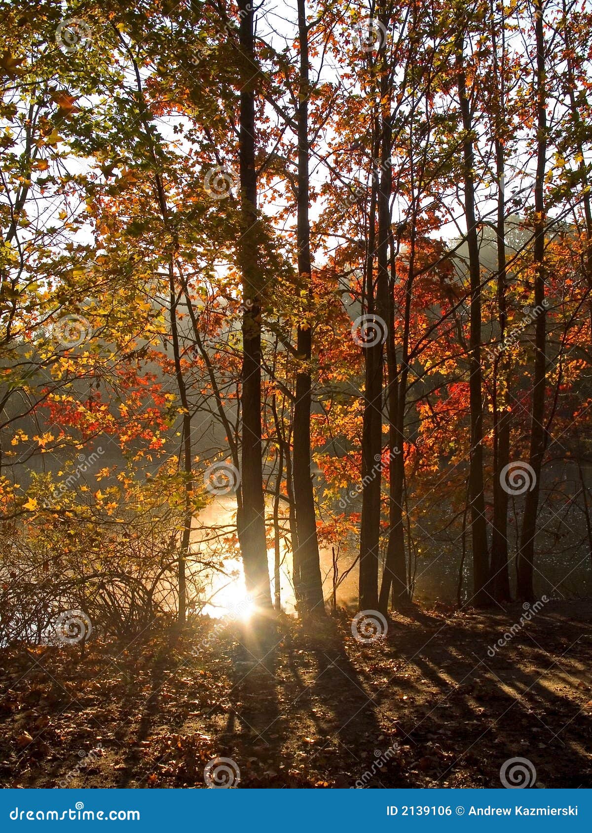 Fall Sun stock photo. Image of shine, trees, pond, fall - 2139106