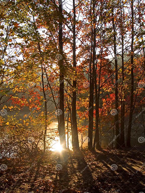 Fall Sun stock photo. Image of shine, trees, pond, fall - 2139106