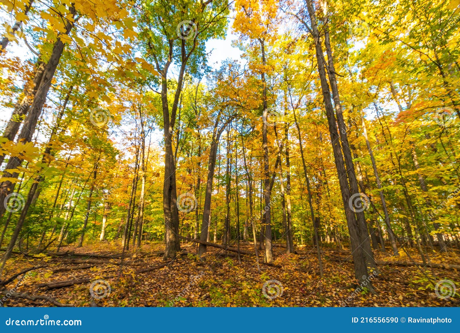 Bonfire River Canada Stock Photos - Free & Royalty-Free Stock Photos ...