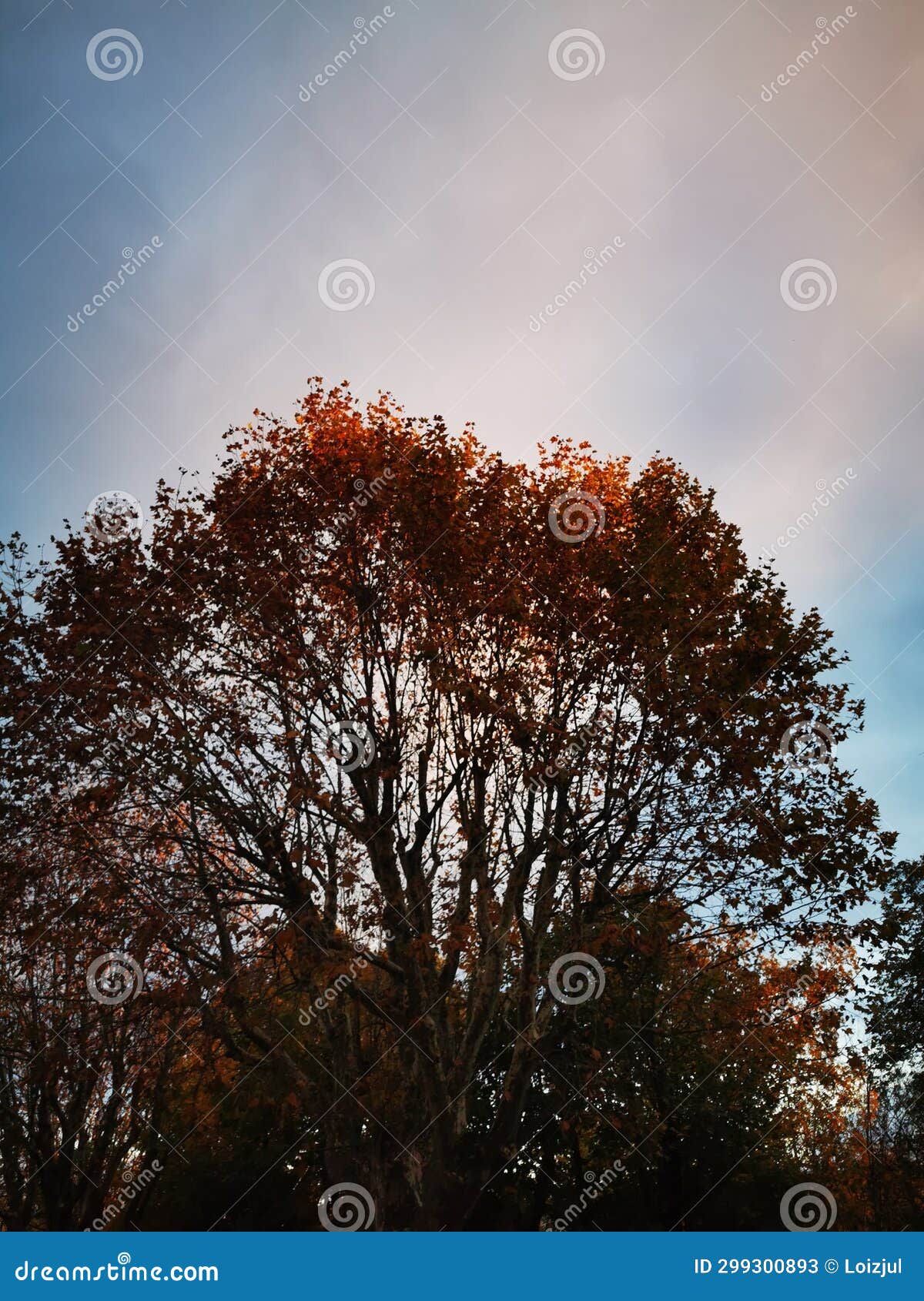Fall sun on a tree stock image. Image of tree, leaves - 299300893