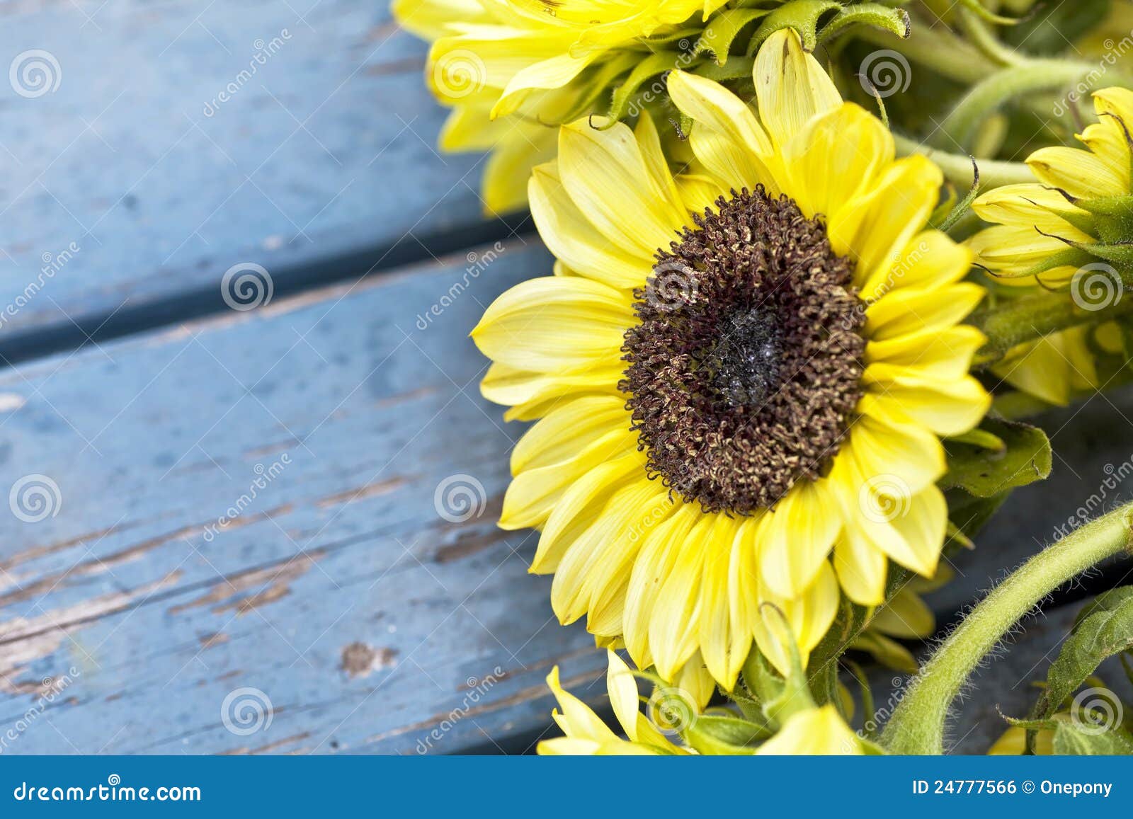 Fall Sunflowers stock photo. Image of rural, flora, floral - 24777566