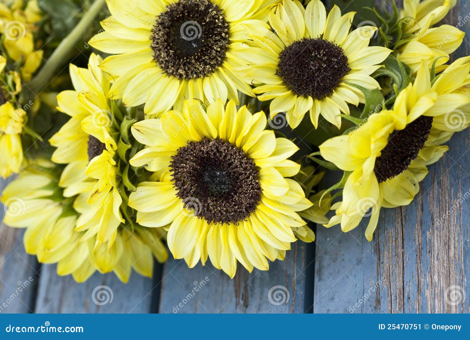 Fall Sunflowers stock image. Image of flora, petals, country - 25470751