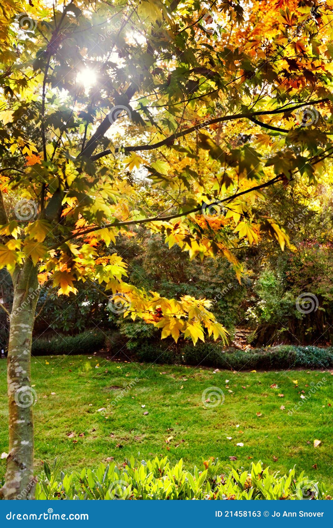 Fall sunlit tree stock image. Image of fall, lawn, leaves - 21458163