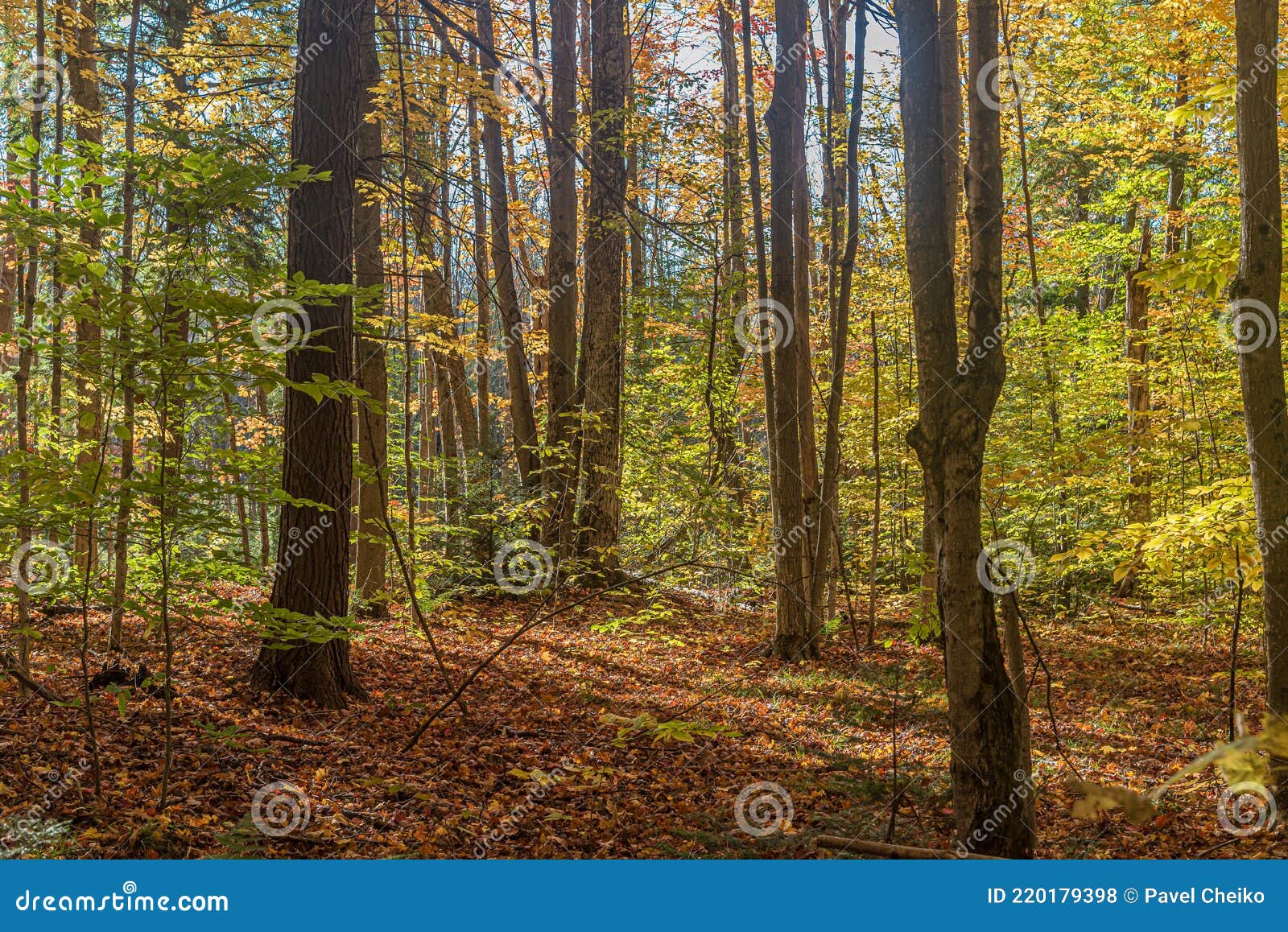 Fall sunny forest stock photo. Image of leaves, fall - 220179398