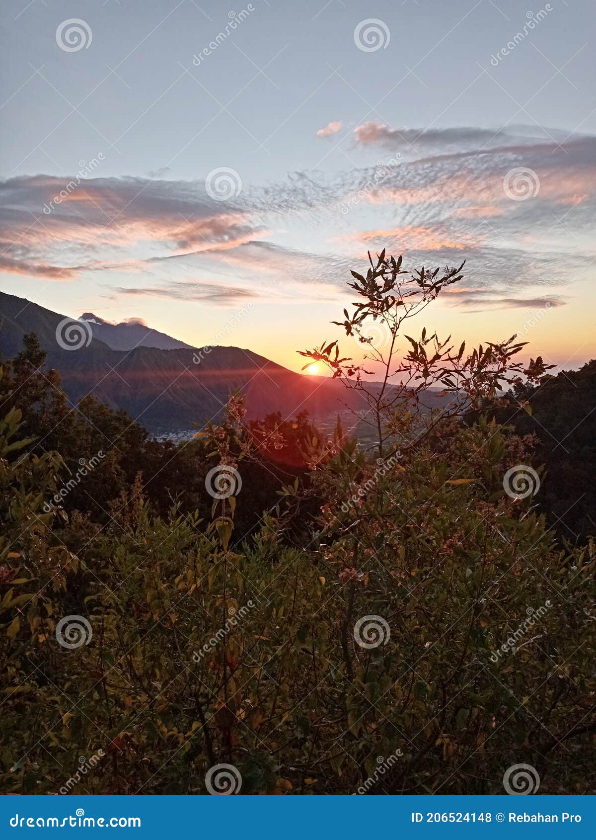 Fall in sunset stock photo. Image of tree, dawn, nature - 206524148