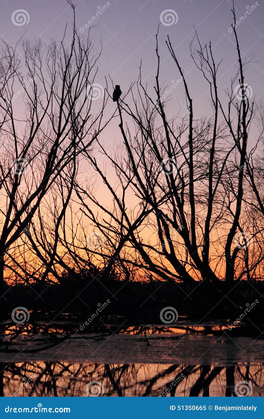 Fall Sunset with Great Horned Owl Stock Image - Image of horned, light ...