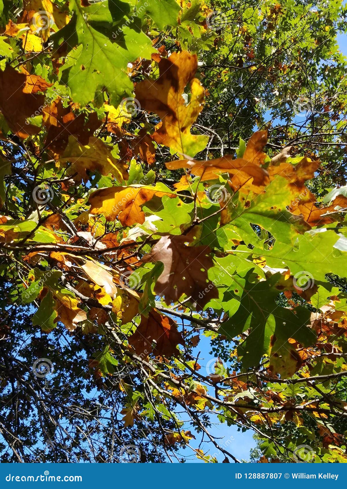 Fall sunshine on leaves stock image. Image of fall, multi - 128887807