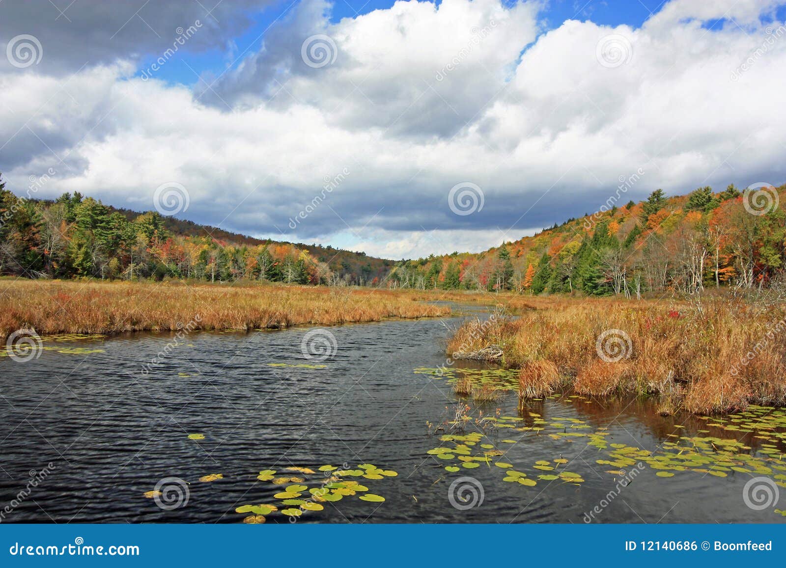 Fall Swamp stock photo. Image of lillies, plants, land - 12140686