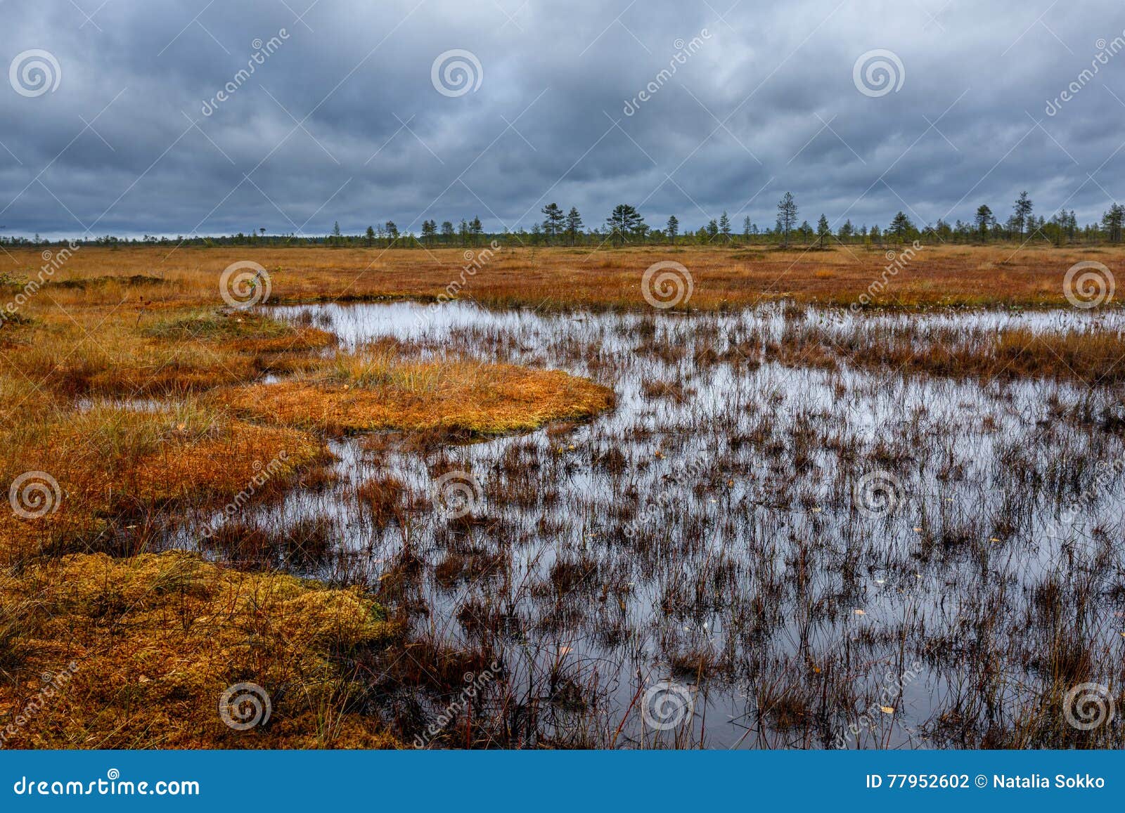 Fall on the swamp stock photo. Image of water, landscape - 77952602