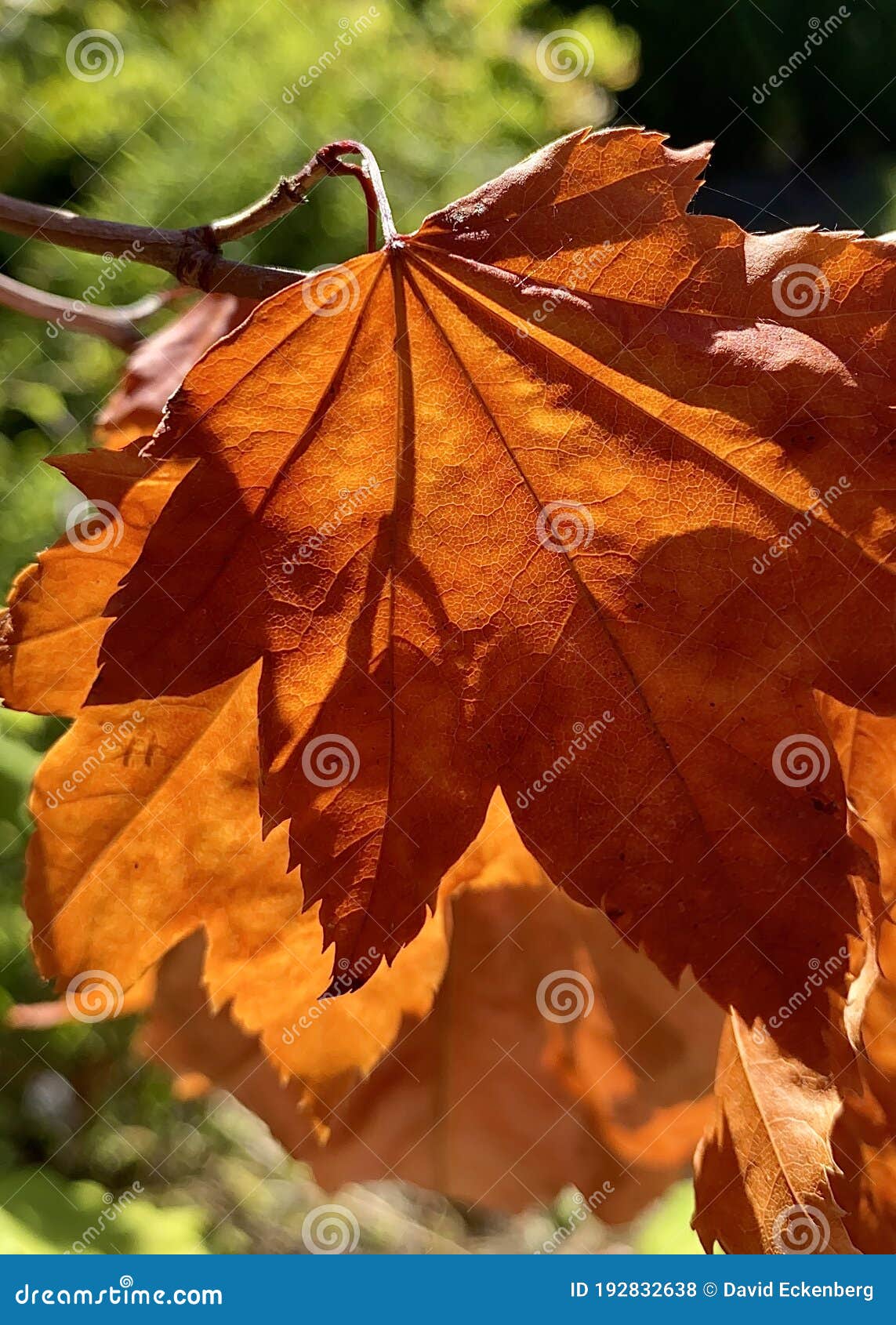 Fall Sweet Gum Tree Leaves stock photo. Image of sweet - 192832638