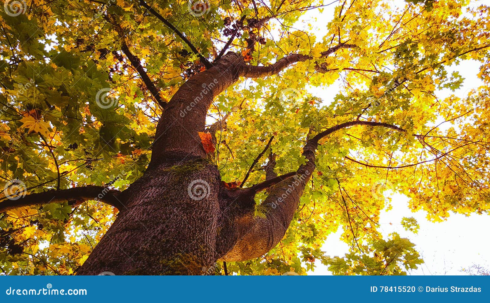 Fall tall maple tree stock photo. Image of tree, color - 78415520