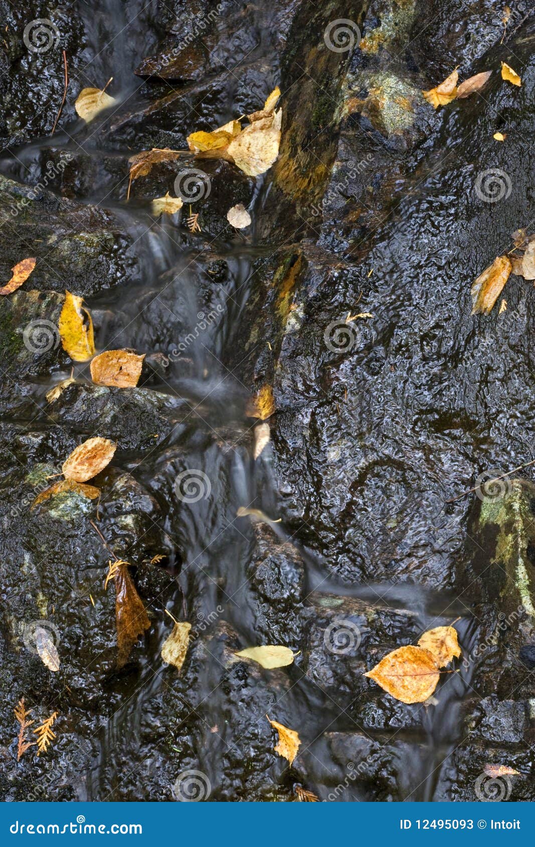 Fall Textures stock image. Image of outside, black, fall - 12495093
