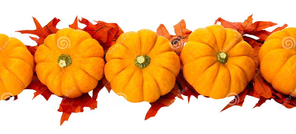 Fall Thanksgiving Hal Decoration Isolated on White Stock Photo - Image ...