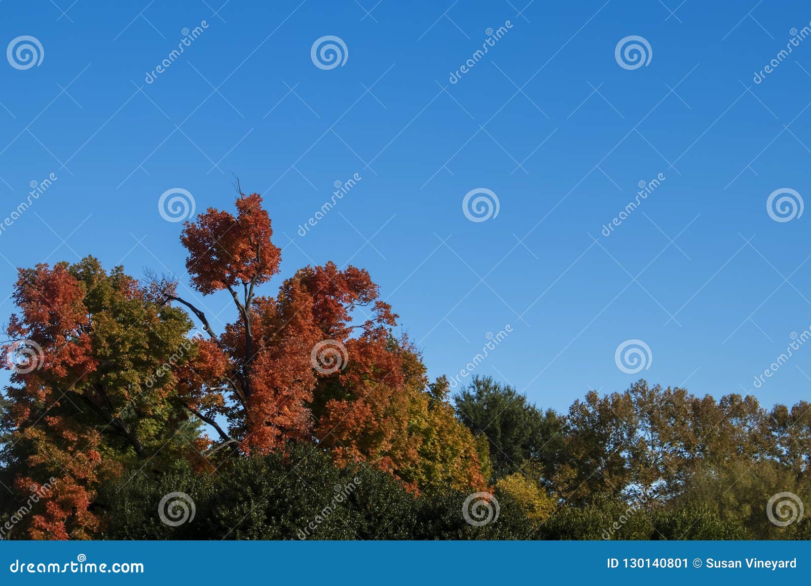 Fall Theme Background -Bright Multi-colored Autumn Trees Against a Very ...