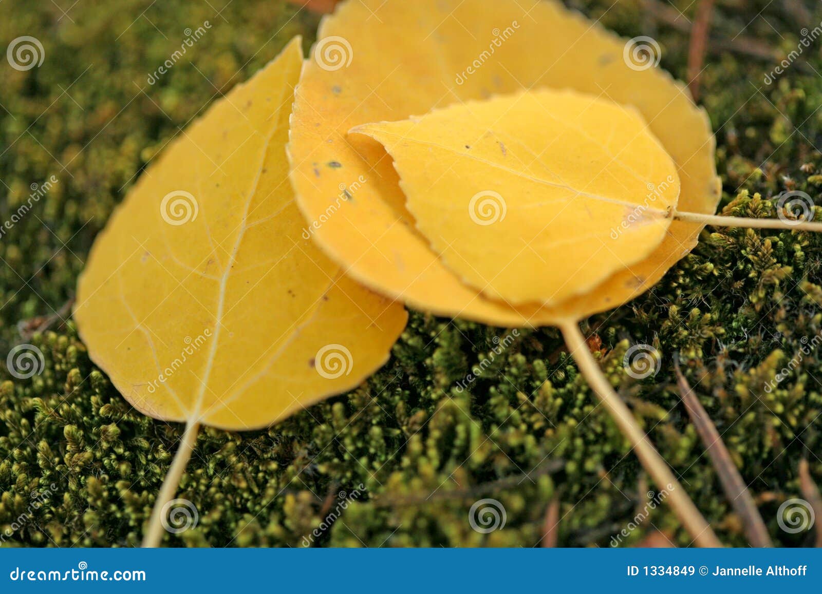 Aspen Leaves Blur Background Texture Stock Photography | CartoonDealer ...