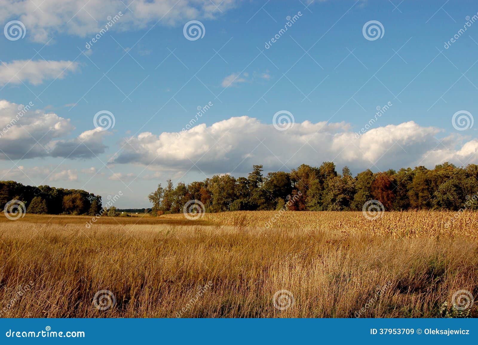 Fall Time, Fields, Rural Landscape Stock Image - Image of flowers ...
