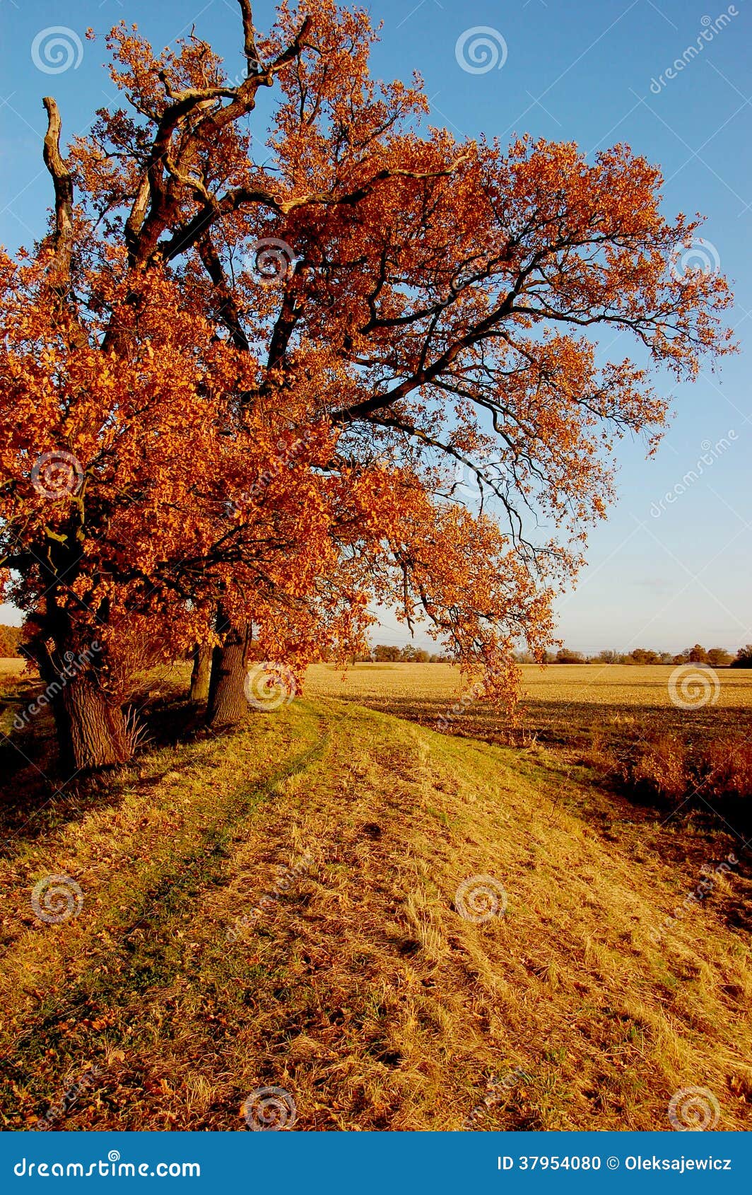 Fall Time, Fields, Rural Landscape Stock Photo - Image of grass, middle ...