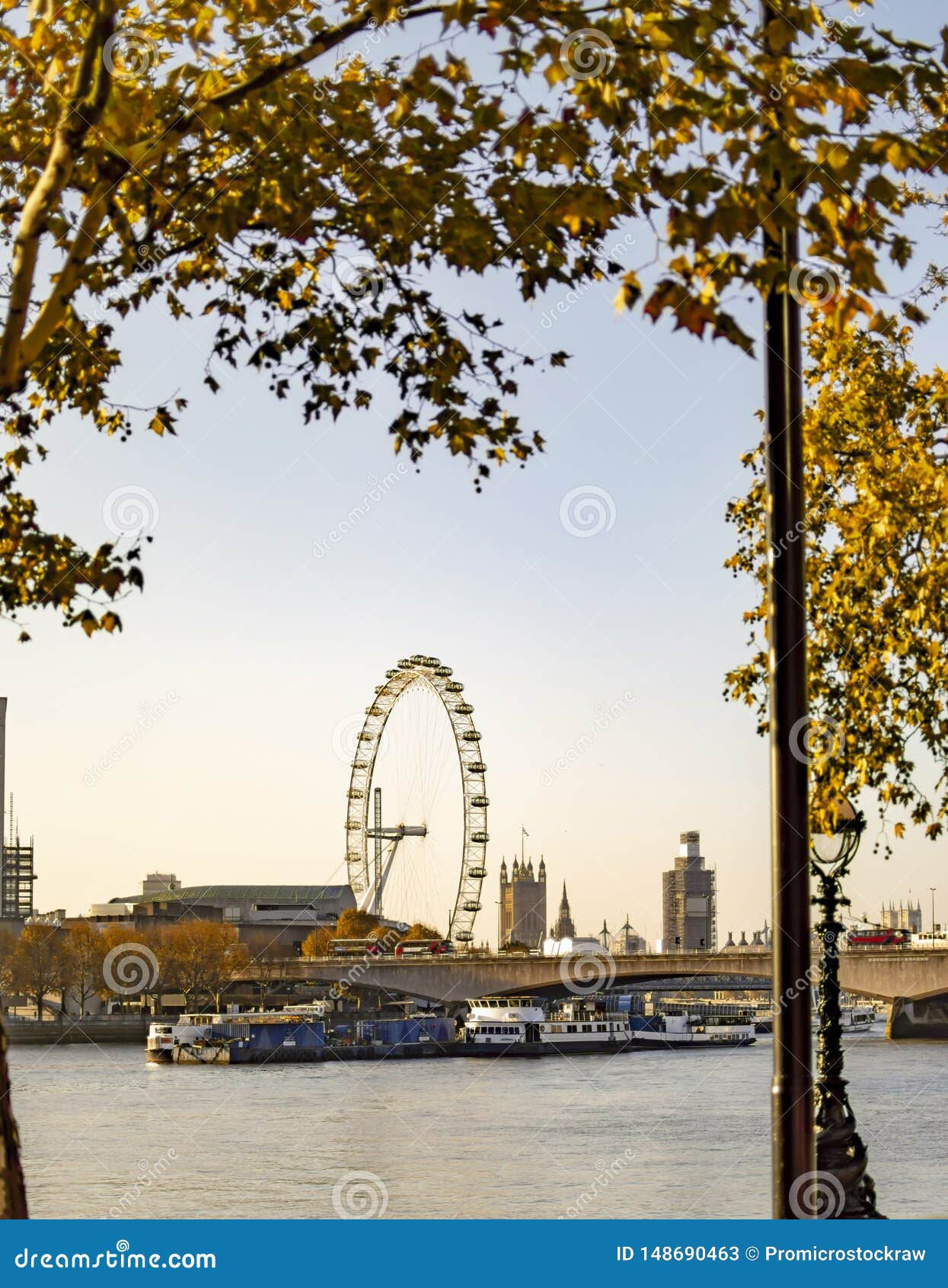 Fall Time of Maple Tree and London Eye View from the Other Side or ...