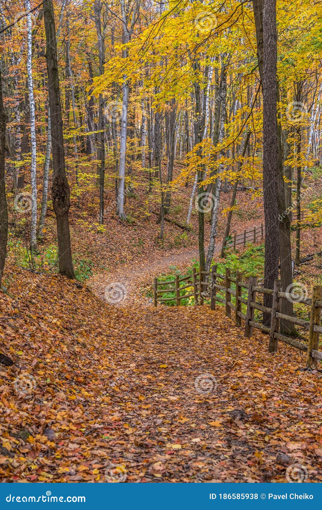 Fall time in park stock photo. Image of outdoors, trees - 186585938